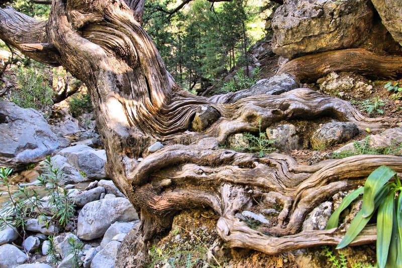 Very Old Tree in Crete, Greece Stock Image - Image of travel, hiking ...