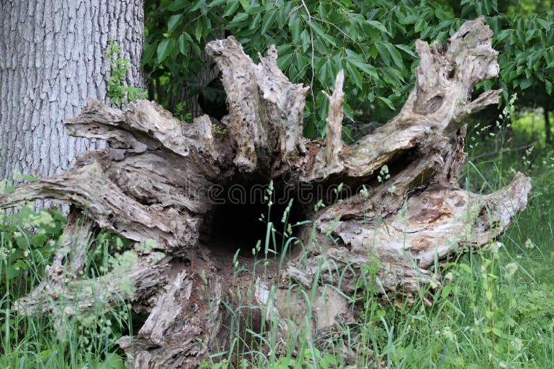 A Very Old Tree with a Cut Out Trunk in Front of it Stock Photo - Image ...