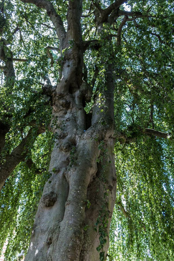 Very Old Tree in the Middle of the Park Stock Image - Image of forest ...