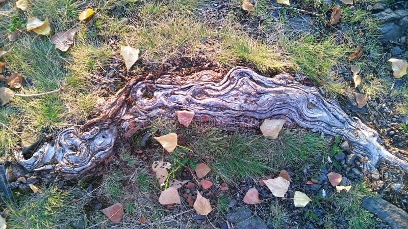Very old tree root, grey stock image. Image of aerial - 195526769