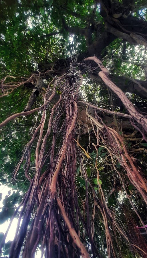 A very old tree stand . stock image. Image of produce - 257633759