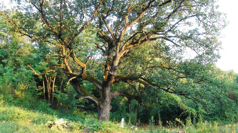 Very old tree stock image. Image of trree, caesarea - 137924187