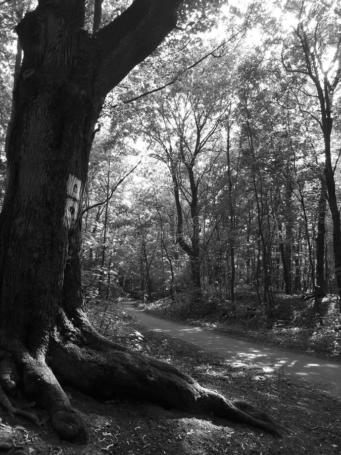 Very old tree stock photo. Image of light, trees, leafs - 190573464