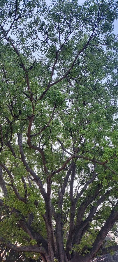 This is a Very Old Tree Which is 500 Years. Stock Image - Image of ...