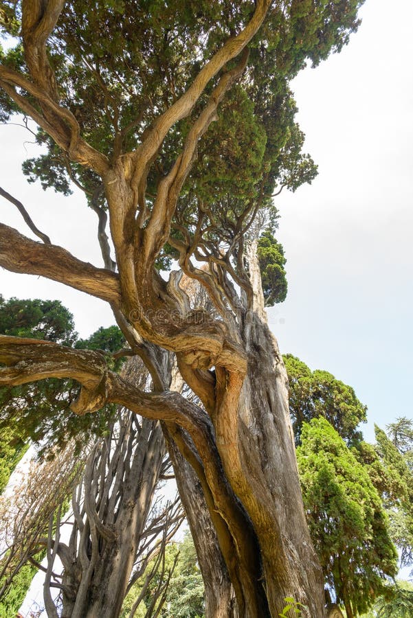 Very old tree stock image. Image of leaf, large, giant - 80587429