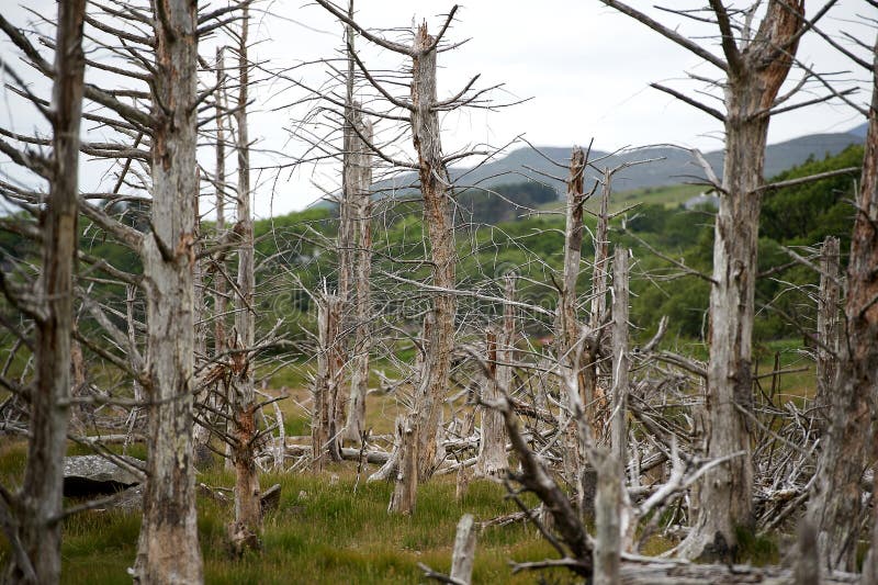 Very Old Trees Dying Forest Stock Photo - Image of land, dramatic ...