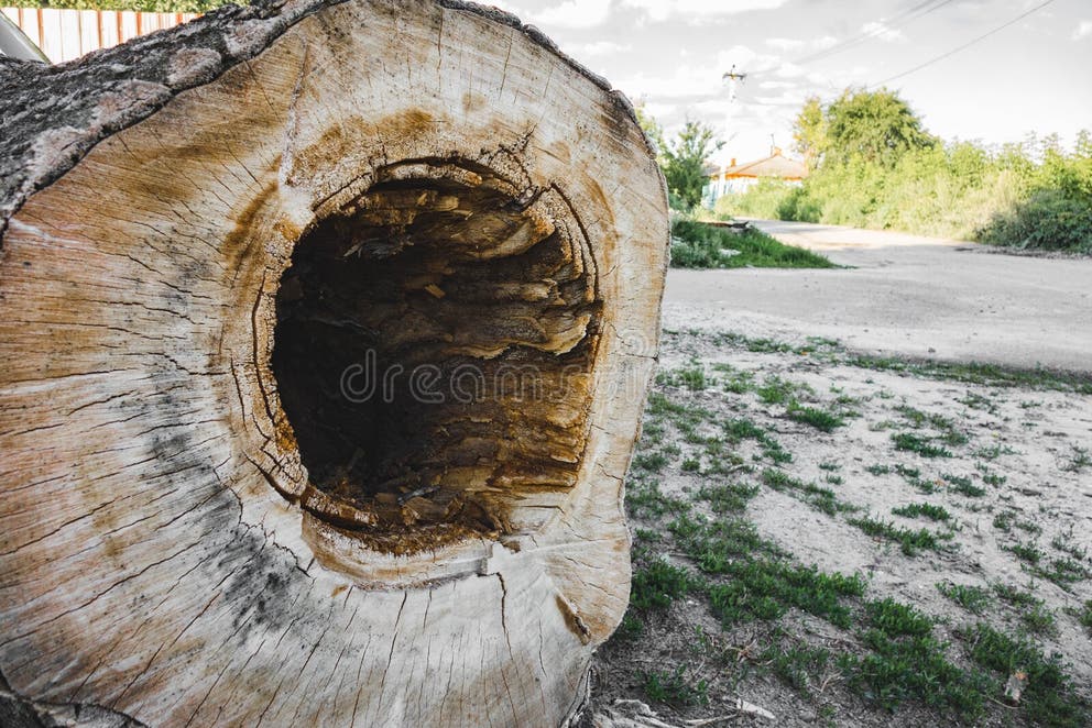 The Very Old Trunk of Tree Rotting from the Inside Stock Image - Image ...