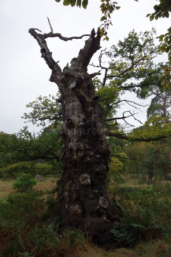 Very Old Twisted Oaktree stock photo. Image of twisted - 159452294