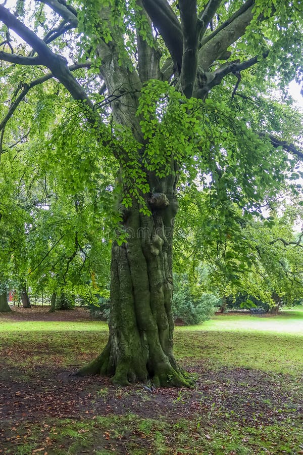 A Very Old Twisted Tree with Many Roots Stock Image - Image of nature ...