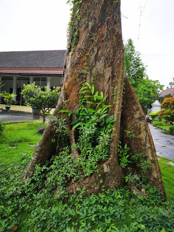 A Very Old Walnut Tree Trunk Hundreds of Years Old. Stock Image - Image ...