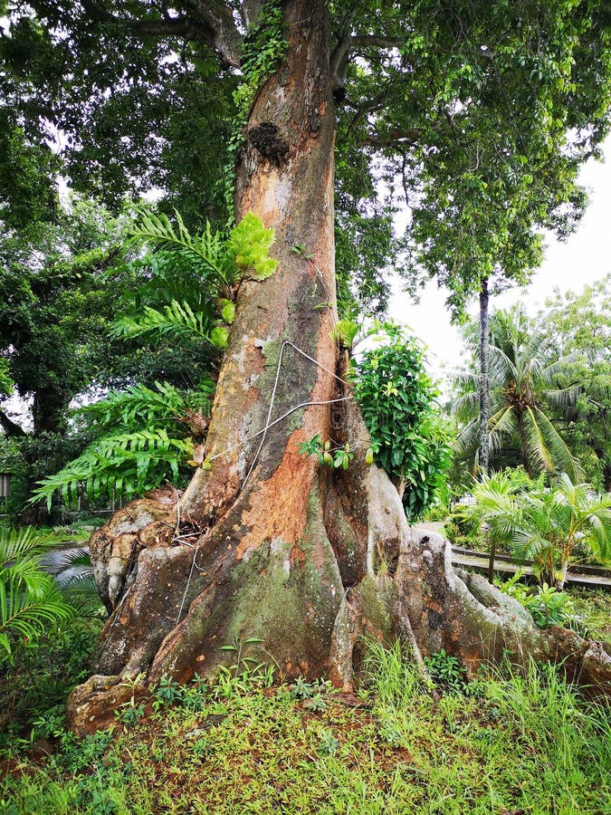 A Very Old Walnut Tree Trunk Hundreds of Years Old. Stock Image - Image ...