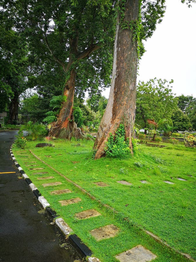 A Very Old Walnut Tree Trunk Hundreds of Years Old. Stock Image - Image ...