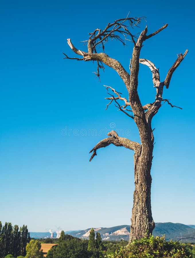 429 Large Withered Tree Stock Photos - Free & Royalty-Free Stock Photos ...