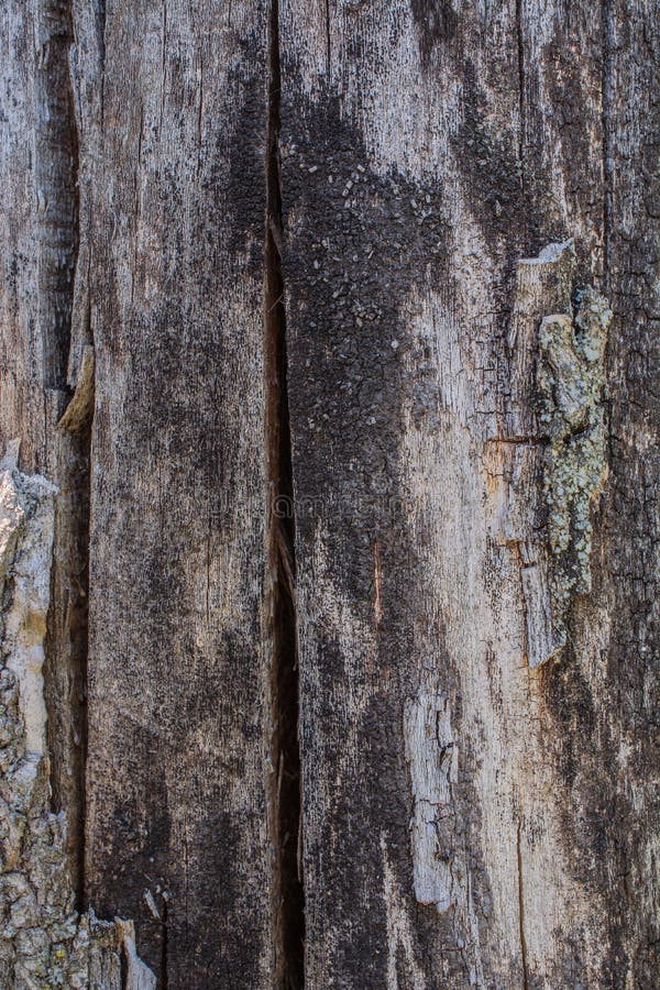 Very old wooden board stock photo. Image of plank, brown - 55420998