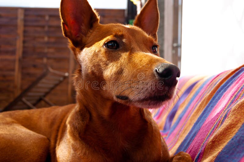 The model dog stock photo. Image of adorable, cute, look - 194607734