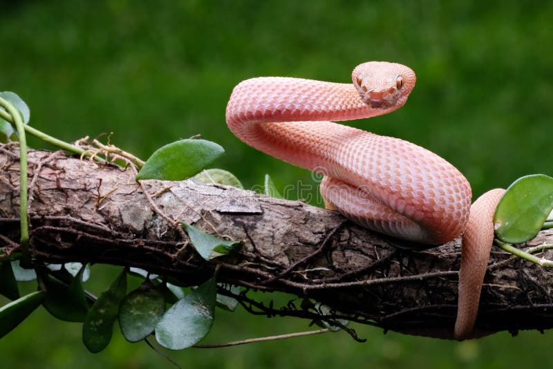 A Very Poisonous Pink Viper is Standing on a Tree Branch Stock Photo ...