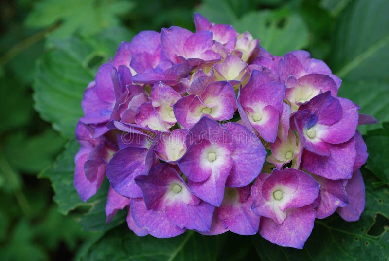 Very Pretty Blooming Purple Hydrangea Bush Stock Image - Image of ...