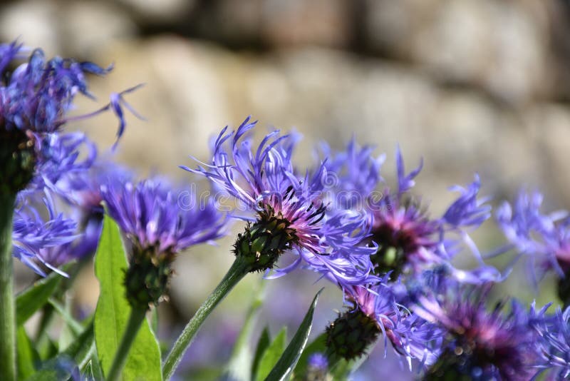 Very Pretty Blue Bachelor Button Flowering in a Garden Stock Photo ...