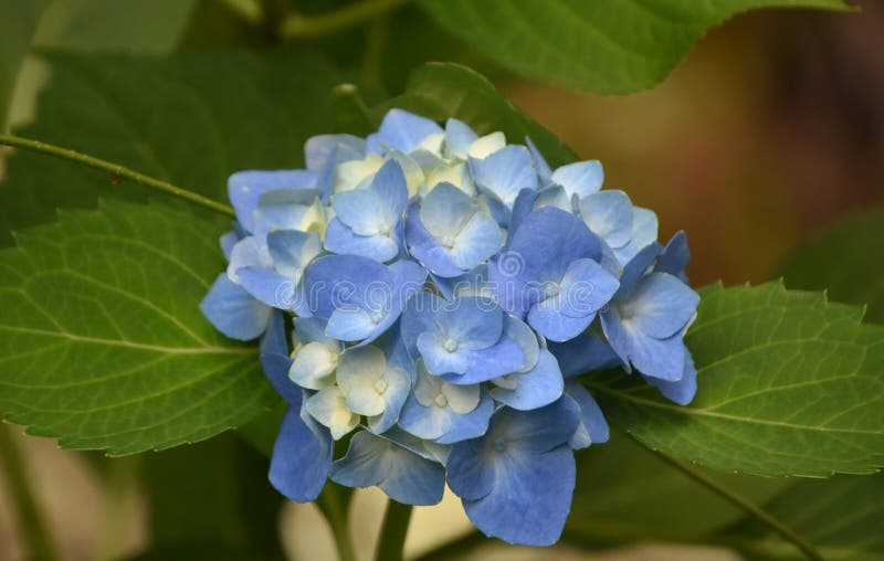 Very Pretty Blue Hydrangea Flowering and Blooming in the Summer Stock ...