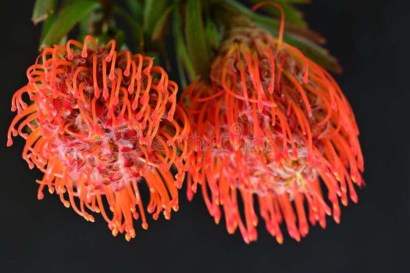 Very Pretty Colorful Protea Flower on a Black Background Stock Photo ...