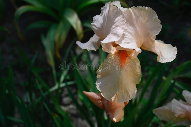 The Very Pretty Colorful Spring Iris in My Garden Stock Image - Image ...