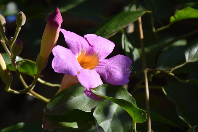 Very Pretty Dark Pink Flowering Vine in a Garden Stock Image - Image of ...