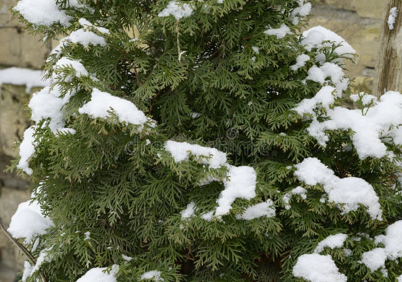 The First Big Snow at My Home Stock Photo - Image of multicolor, yellow ...