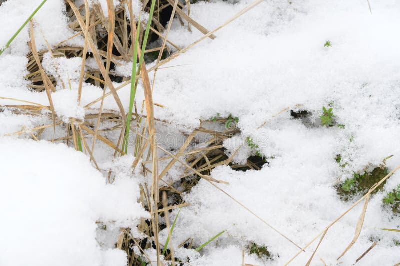 The First Big Snow at My Home Stock Photo - Image of snow, front: 134931306