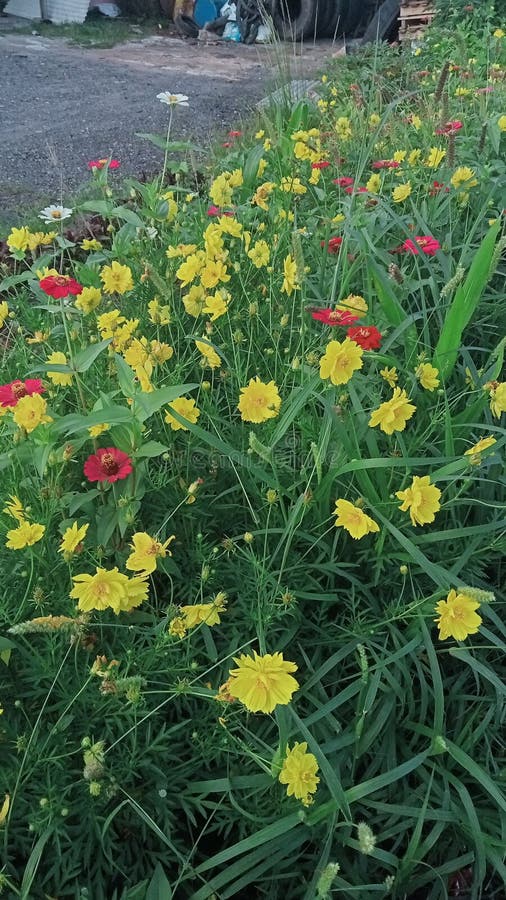 Very pretty flower stock photo. Image of pretty, herb - 261598758