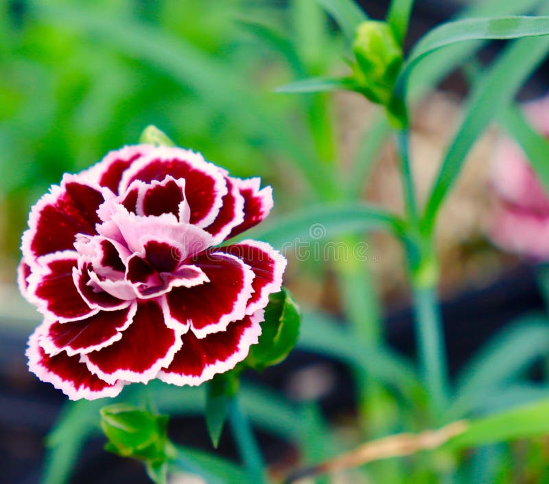 Very pretty flower stock image. Image of flower, garden - 116044723