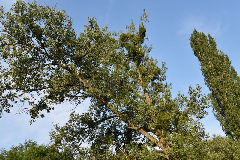 Very Pretty Forest on the Mountain Stock Image - Image of green, insect ...