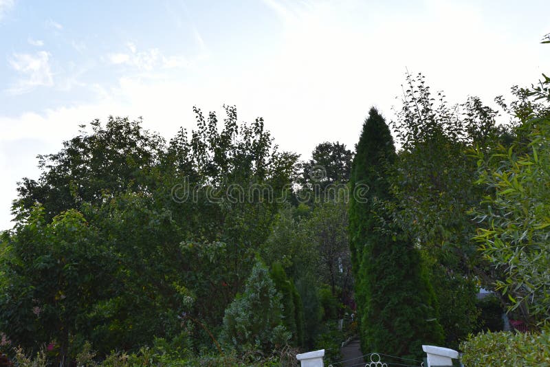 Very Pretty Forest on the Mountain Stock Photo - Image of beautiful ...