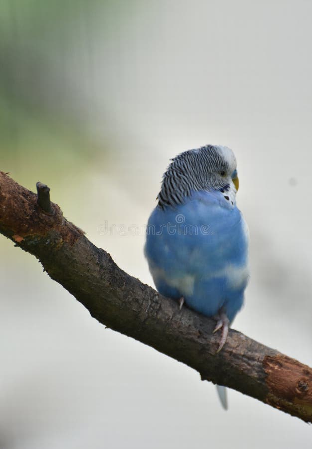 Very Pretty Light Blue Common Parakeet on a Tree Branch Stock Photo ...