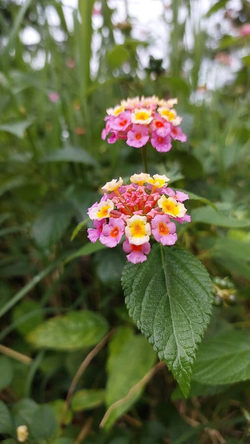 A Very Pretty Little Flower Behind the Thick Grass Stock Photo - Image ...