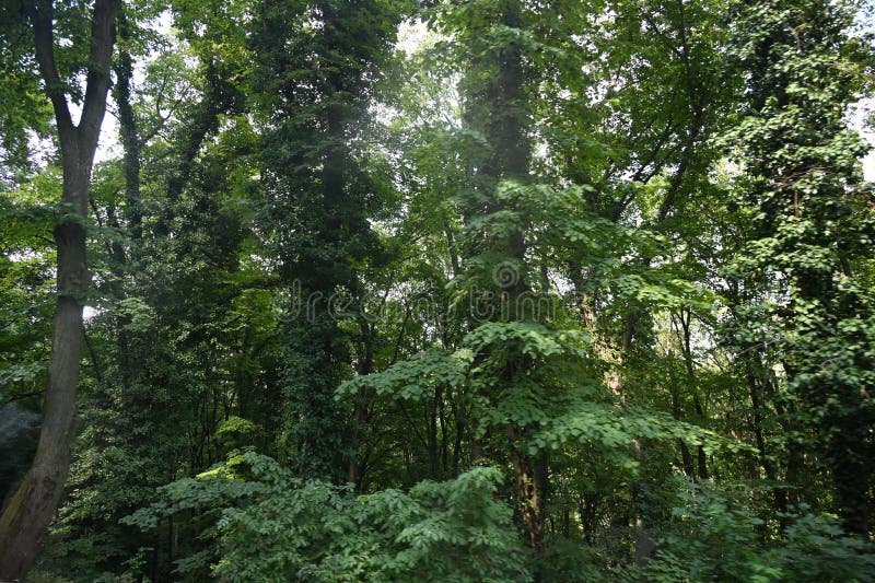 Very Pretty Many High Trees in the Mountains Stock Image - Image of ...