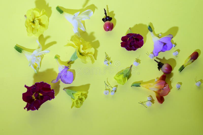 Beautiful Spring Multicolor Floating Flowers Close Up Stock Photo ...