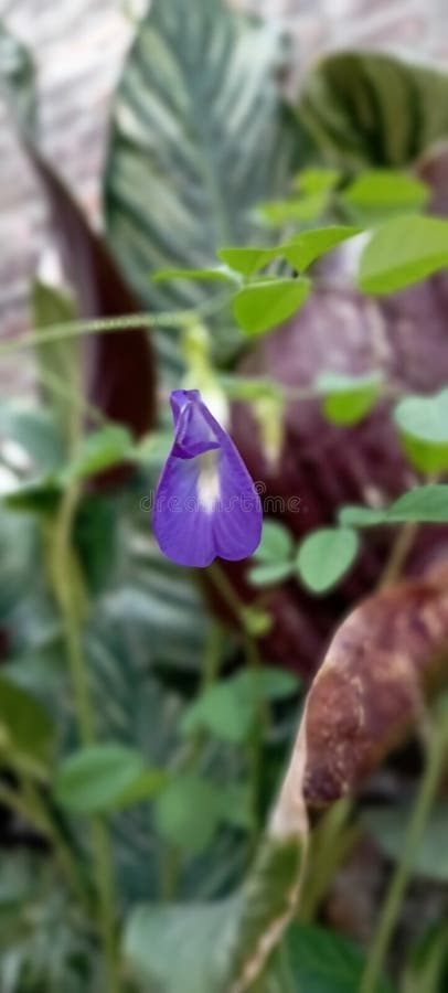 Very Pretty and Nice Purple Flowers and Also Very Fresh To Look at ...