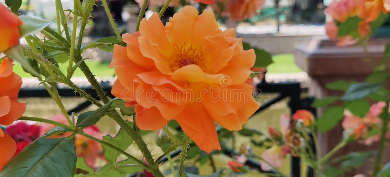 Very Pretty Orange Roses that Have Blossomed Stock Photo - Image of ...