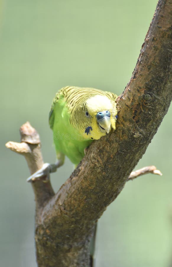 Pretty Squaking Shell Parakeet Perched in a Tree Stock Image - Image of ...
