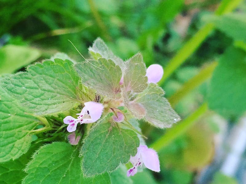 Very pretty photo stock image. Image of subshrub, plant - 93192531