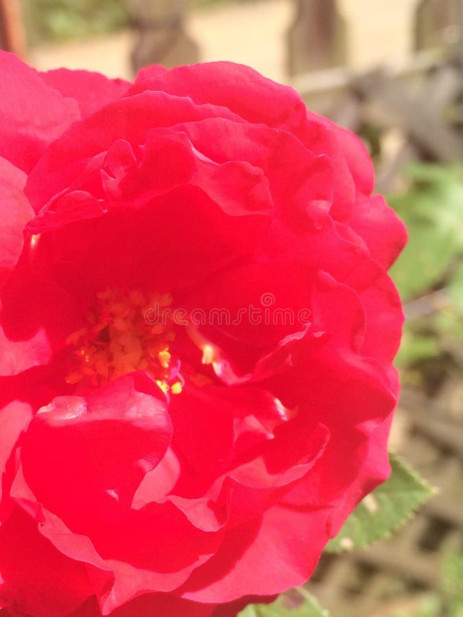 Very pretty photo stock photo. Image of outside, peach - 93192566