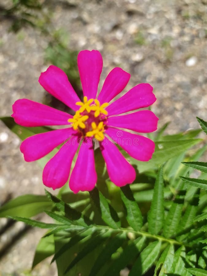 This is a Very Pretty Pink Daisy Flower Stock Image - Image of flower ...