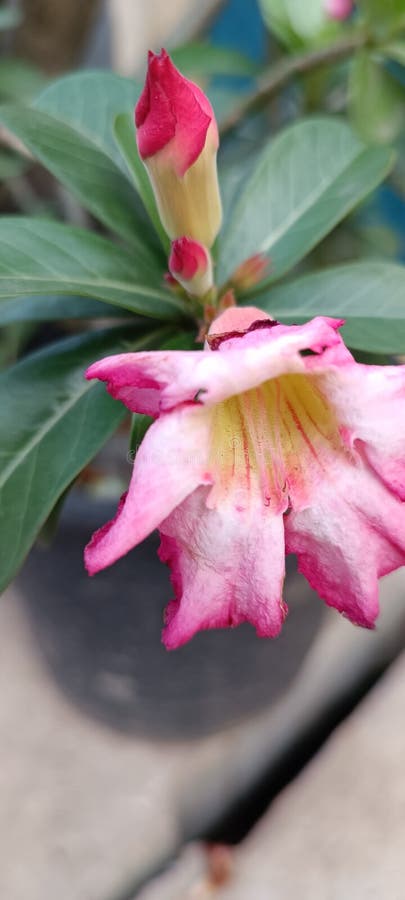 A Very Pretty Pink Flower. Growing in a Pot Stock Photo - Image of ...