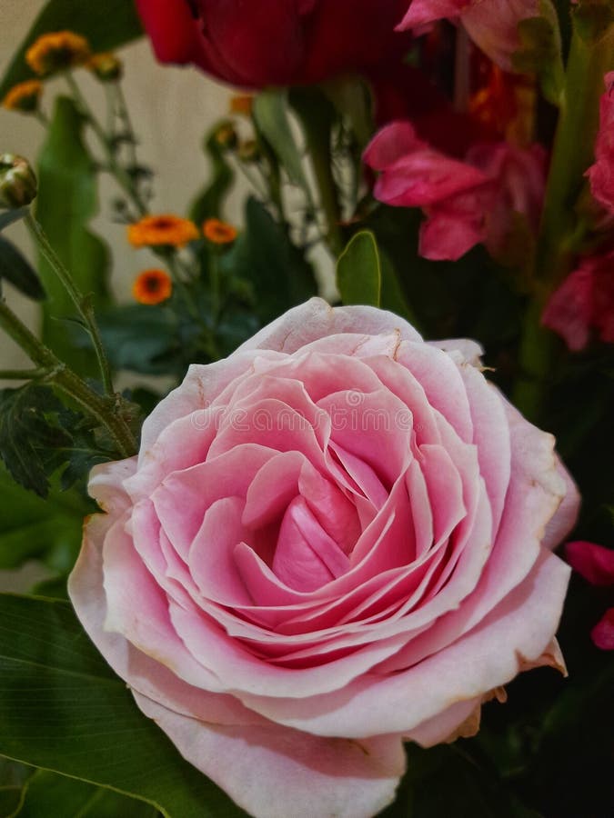 A very pretty pink rose stock photo. Image of blossom - 210658216