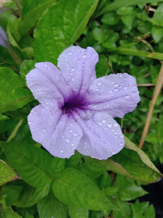Very Pretty Roadside Flowers in Light Purple Stock Image - Image of ...
