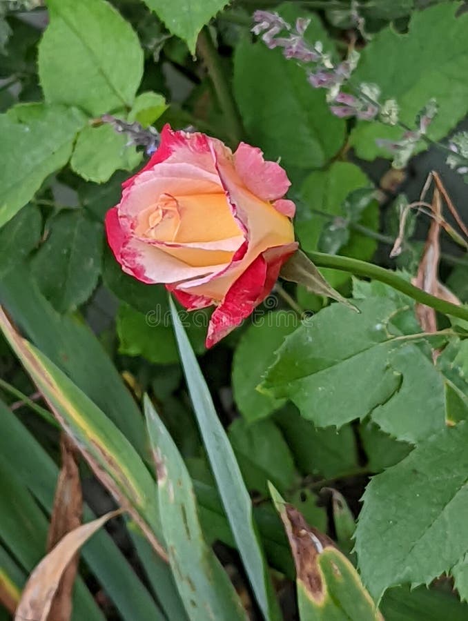 A Pretty of Red Rose stock photo. Image of pretty, rose - 156594126