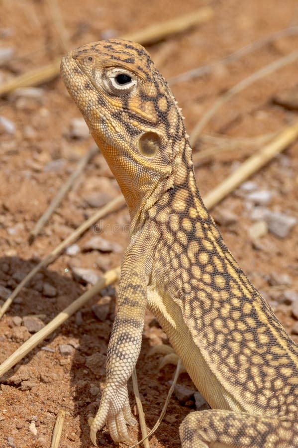 Central Netted Dragon in Northern Territory Australia Stock Image ...