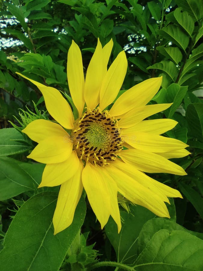 Very Pretty Sunflower in the Morning Stock Photo - Image of sunflower ...
