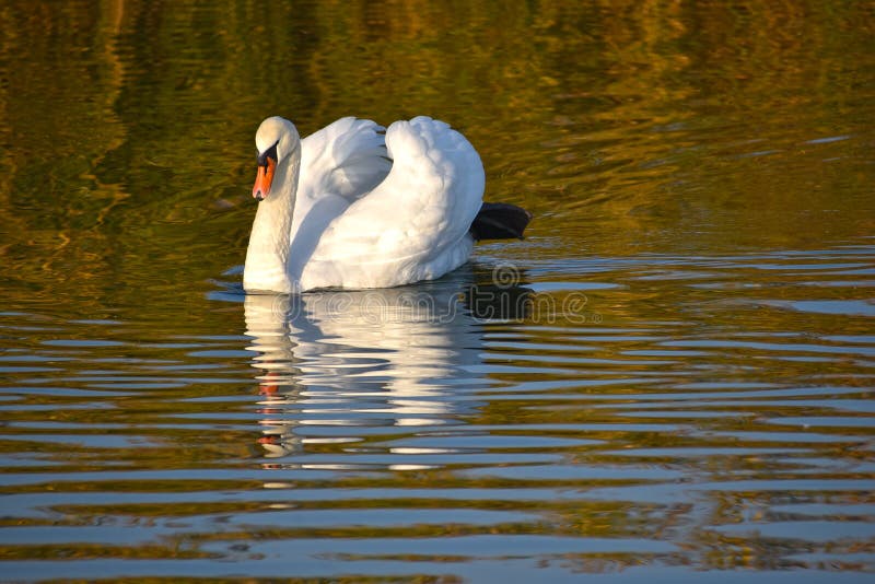 Very Pretty Swans on the Small River in the Sunshine Stock Photo ...