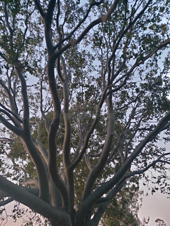 Very pretty tree stock image. Image of pretty, tree - 173483977